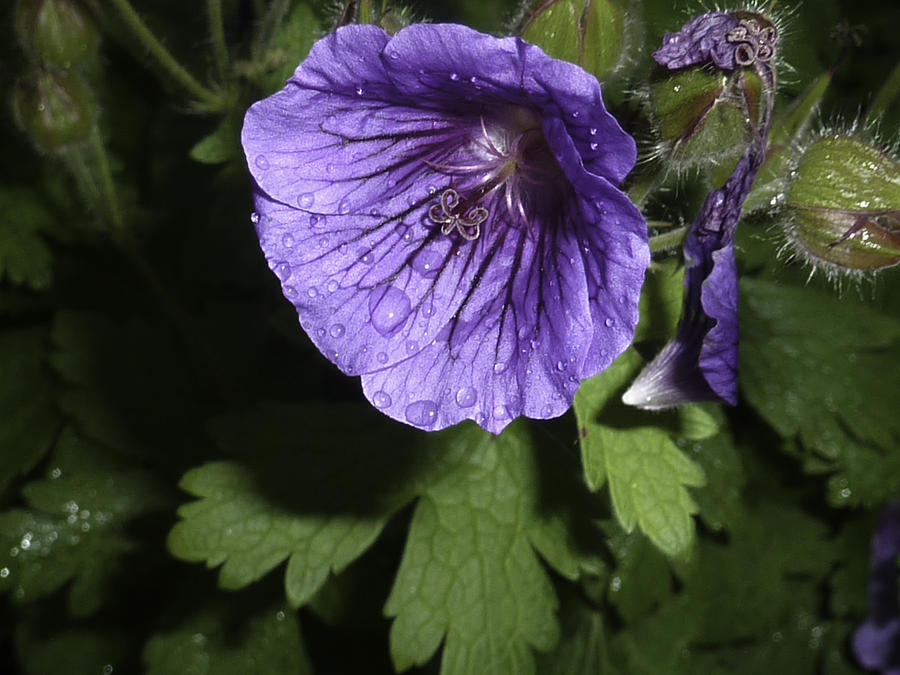 Himalayan Geranium Photograph by Robert Dingwall - Fine Art America