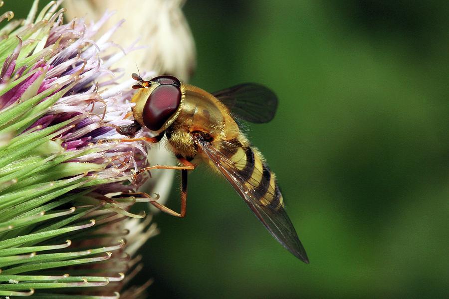 Hoverfly Photograph by John Devries/science Photo Library | Fine Art ...