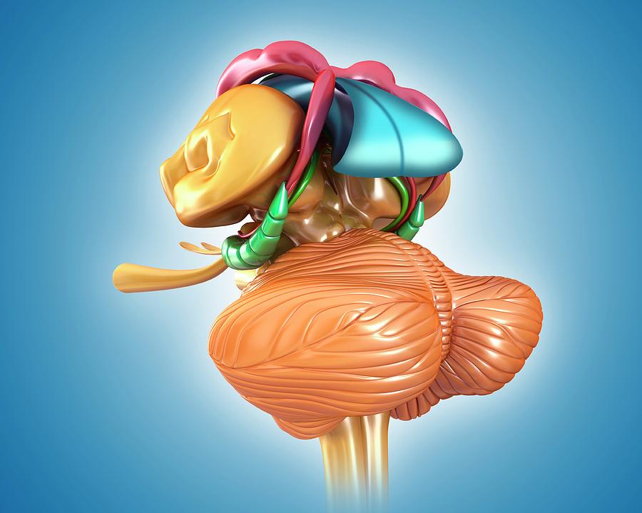 Human Brain Structures #1 Photograph by Pixologicstudio/science Photo ...