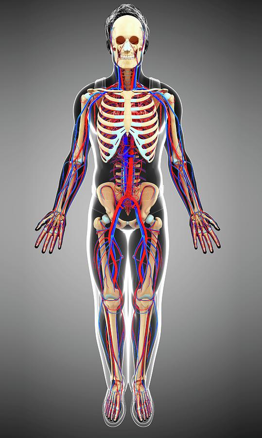 Human Circulatory System #1 by Science Photo Library