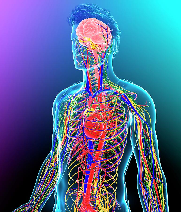 Human Internal Systems Photograph by Pixologicstudio/science Photo ...