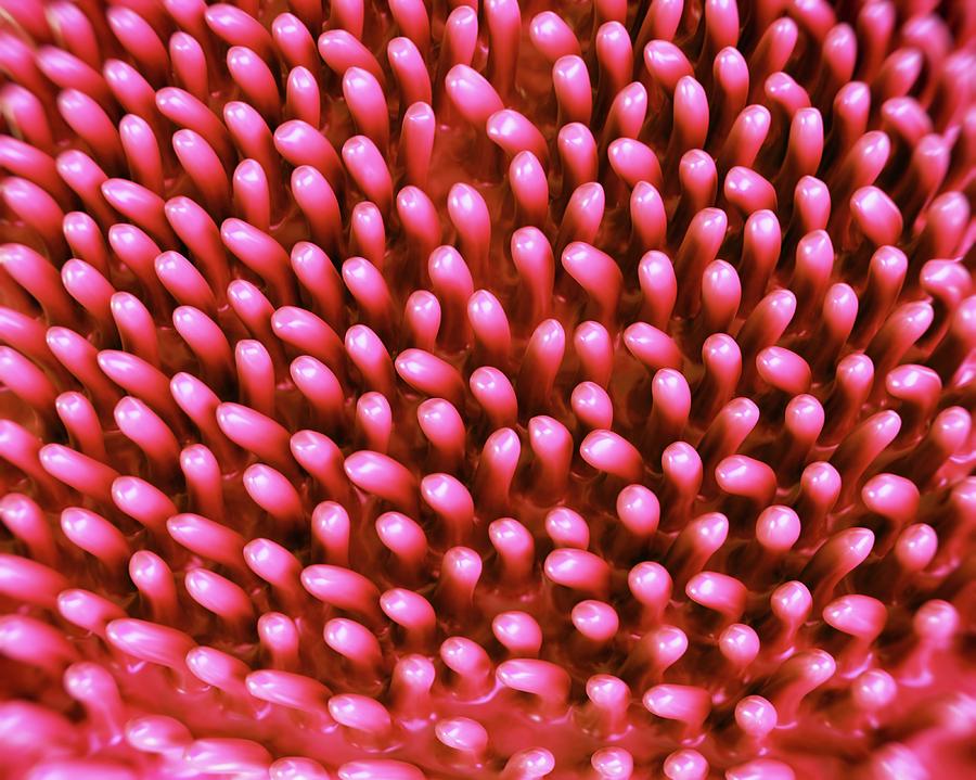 Human Intestinal Lining #1 by Science Photo Library