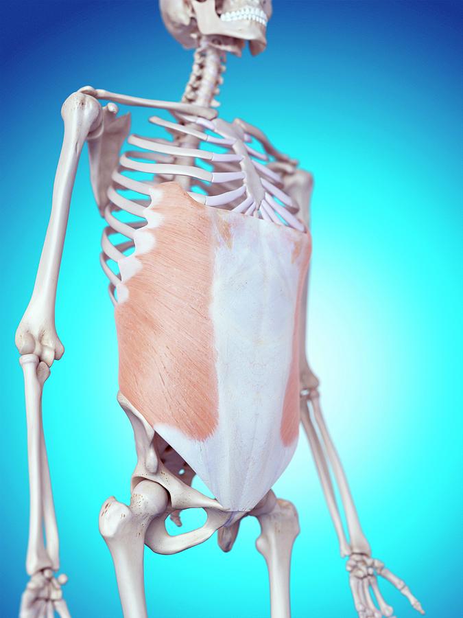 Human Oblique Muscles Photograph by Sebastian Kaulitzki/science Photo ...