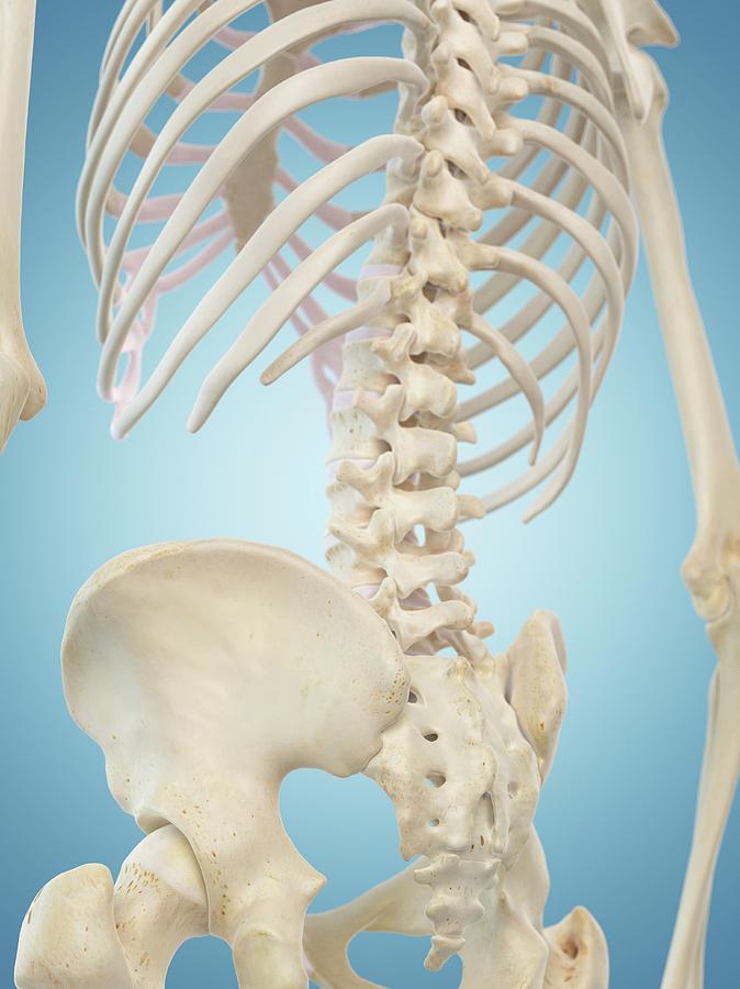 Human Skeletal Structure Photograph by Sciepro - Fine Art America