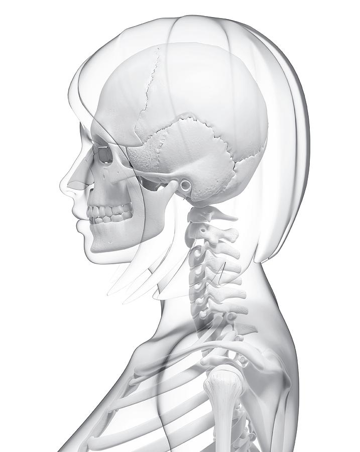 Human Skull #1 by Science Photo Library