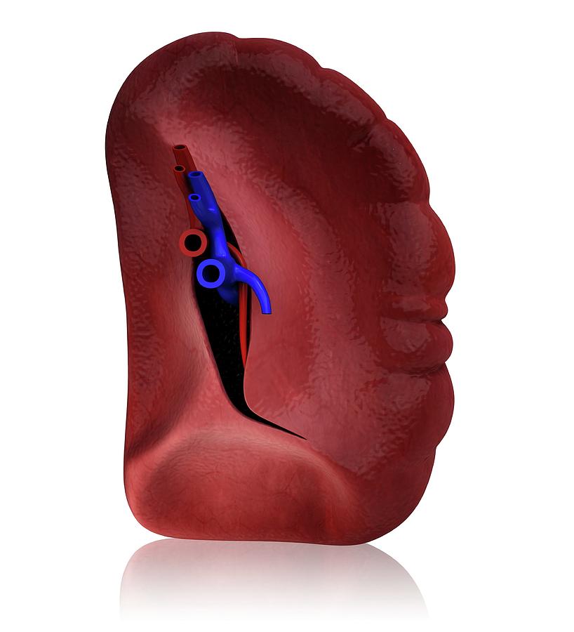 Human Spleen #1 by Science Photo Library