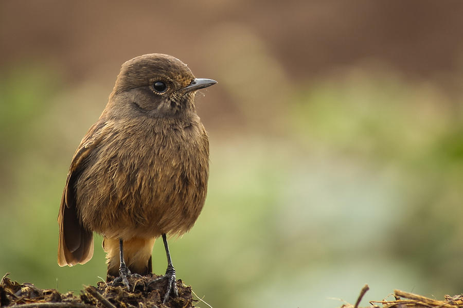 Indian Robin Female Photograph by Vijay Sonar | Pixels
