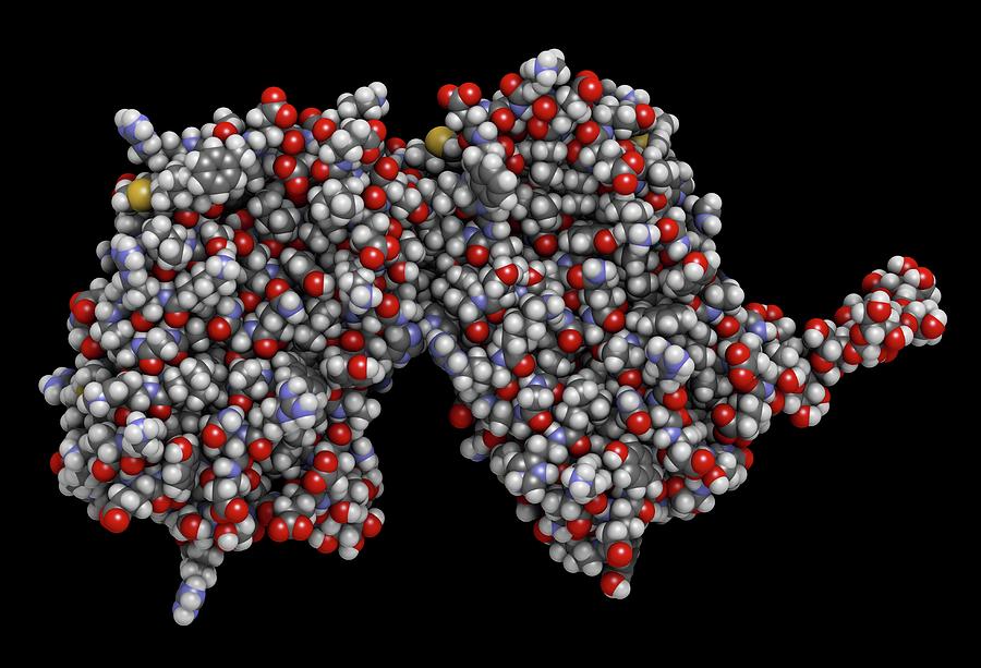Interferon Beta Molecule #1 by Science Photo Library
