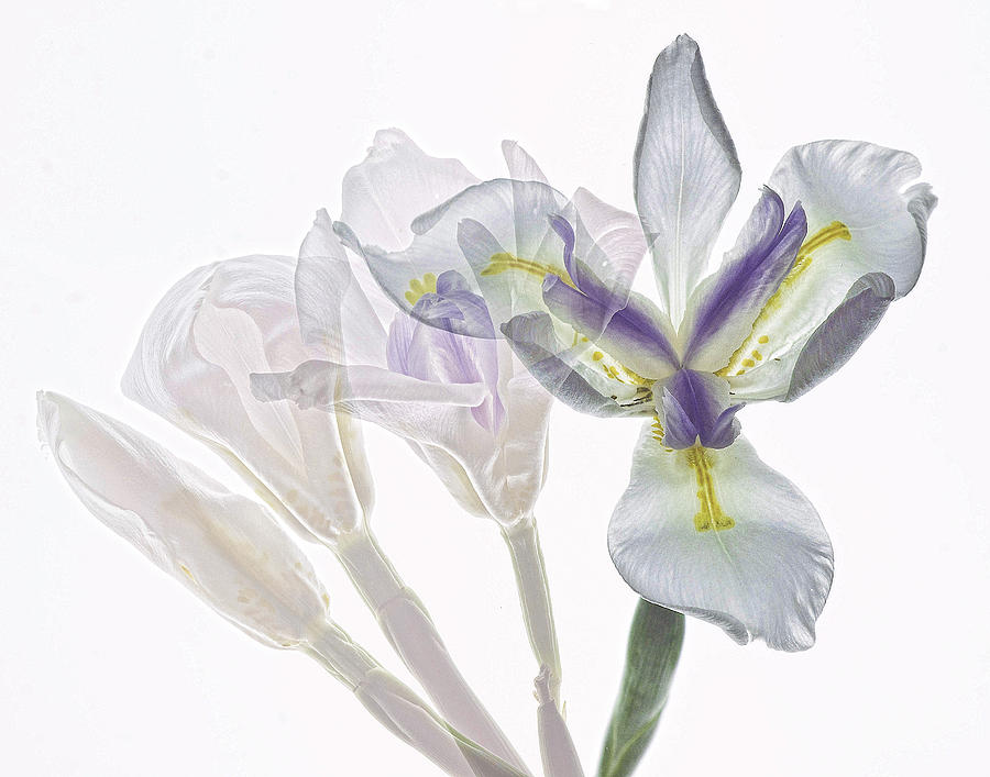Iris Evolution Photograph by James Ekstrom - Pixels