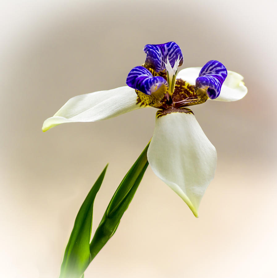 Iris Photograph by Gabrielle Harrison - Fine Art America