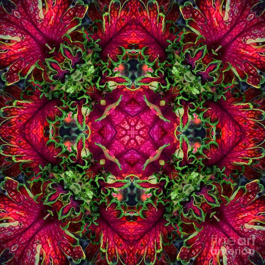 Kaleidoscope made from an image of a coleus plant Photograph by Amy ...