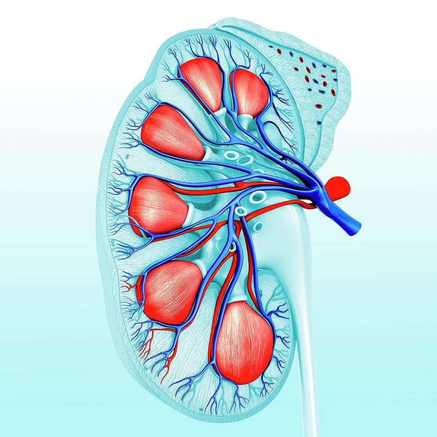 Cross Section Of Human Kidney