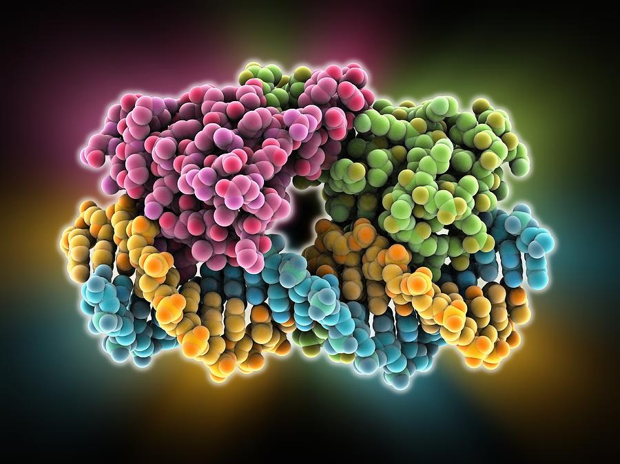 Lambda repressor-operator complex Photograph by Science Photo Library ...
