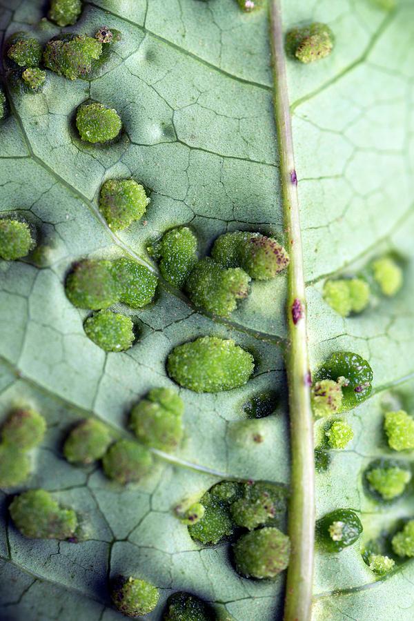 Leaf Galls #1 by Science Photo Library
