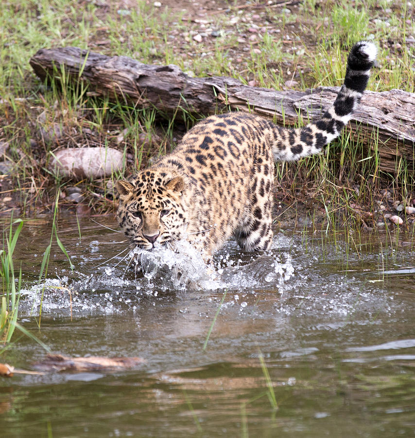 Leopard Photograph by Dee Carpenter - Fine Art America