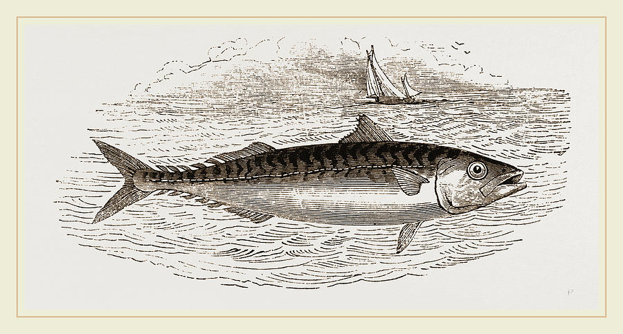 Mackerel Drawing by Litz Collection