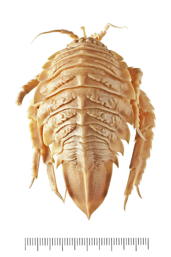 Marine Louse Photograph By Natural History Museum Londonscience Photo Library Fine Art America