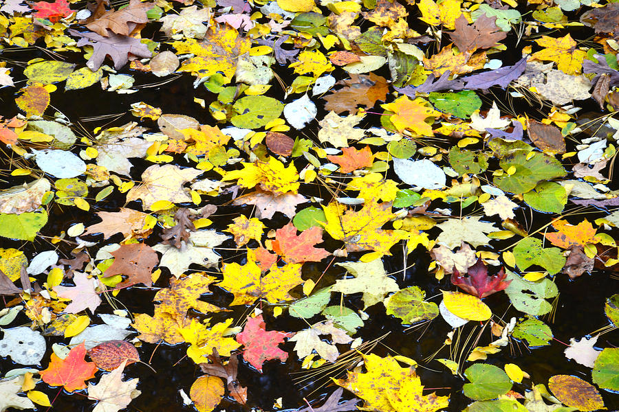 Matthiessen Fall Color Photograph by Ray Mathis - Fine Art America
