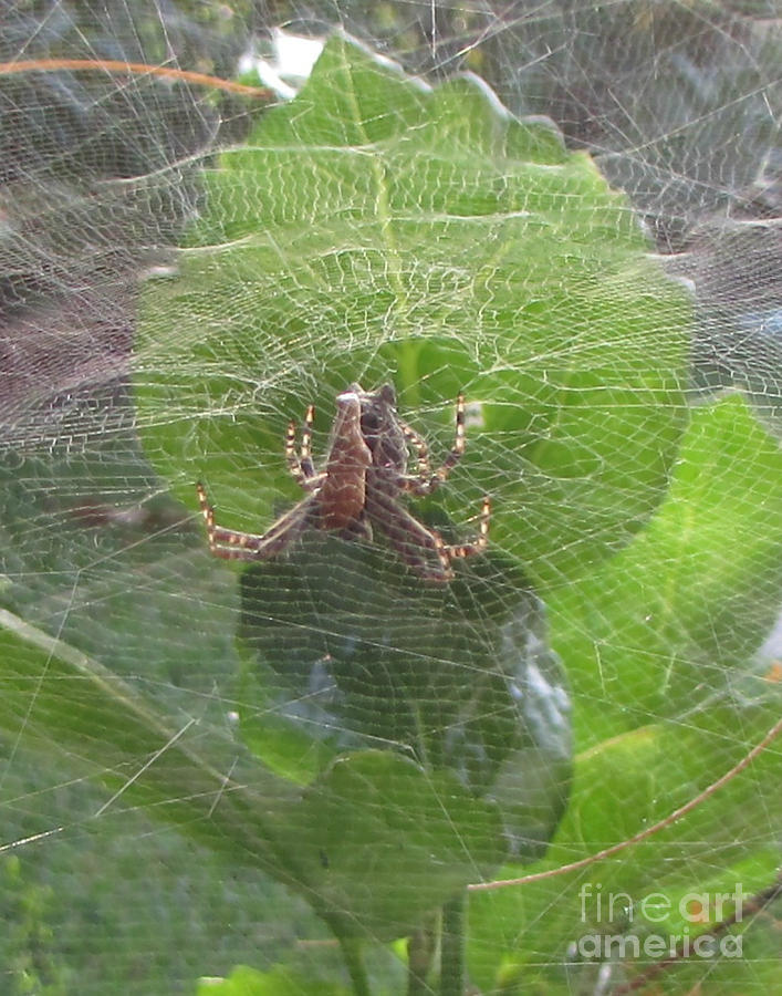 Mating Spiders Photograph by Bozena Simeth - Fine Art America