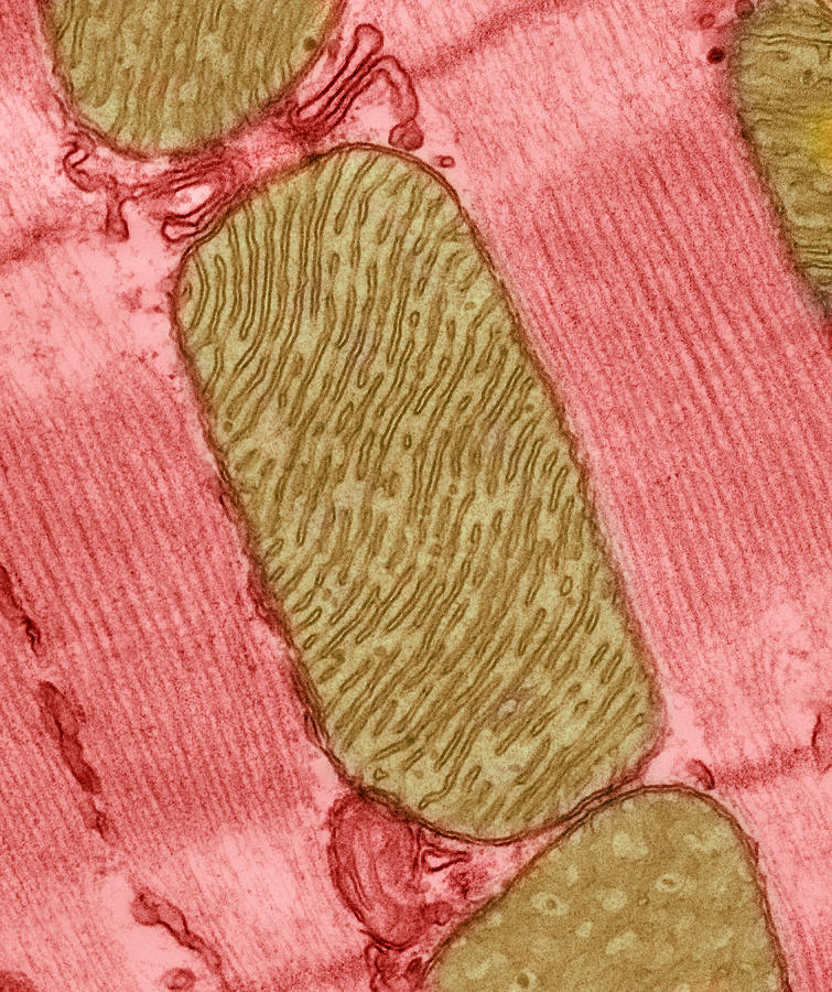 Mitochondria, Tem Photograph by Science Source - Fine Art America