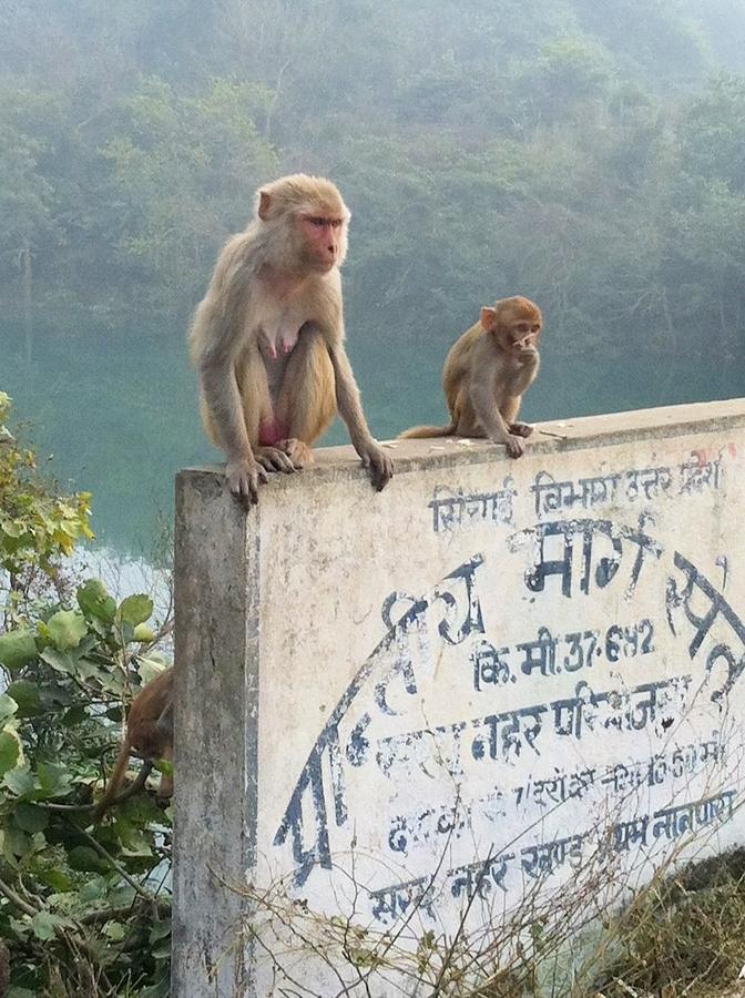 Monkey Bridge Photograph by Keith Wright - Fine Art America
