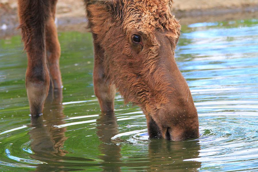 Moose In Water Photograph by Dan Sproul