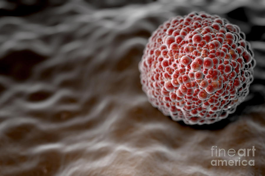 Morula 4-6 Days Photograph by Science Picture Co - Fine Art America