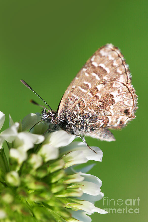 Moth Macro Photograph by Jorgo Photography - Fine Art America