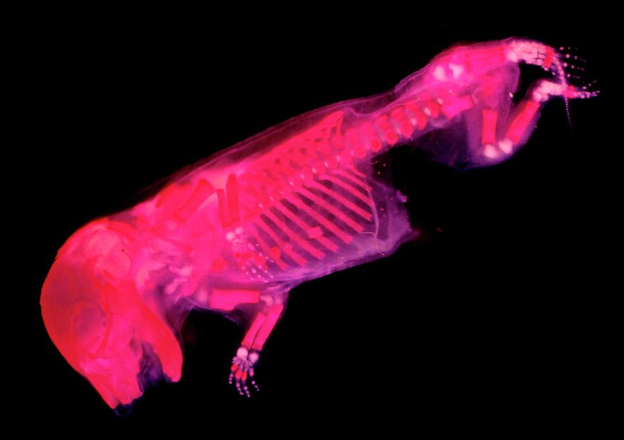 Mouse Foetus Photograph by David Spears/science Photo Library - Fine ...
