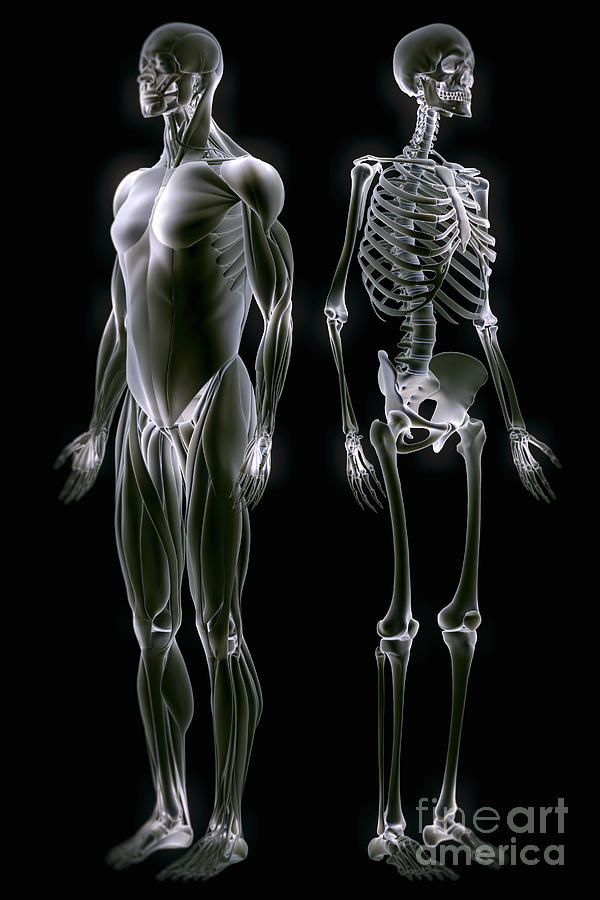 Muscles And Bones Photograph by Science Picture Co - Fine Art America