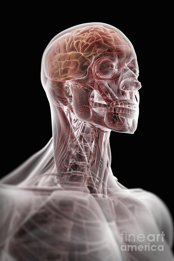 Muscles And Brain Photograph by Science Picture Co - Fine Art America