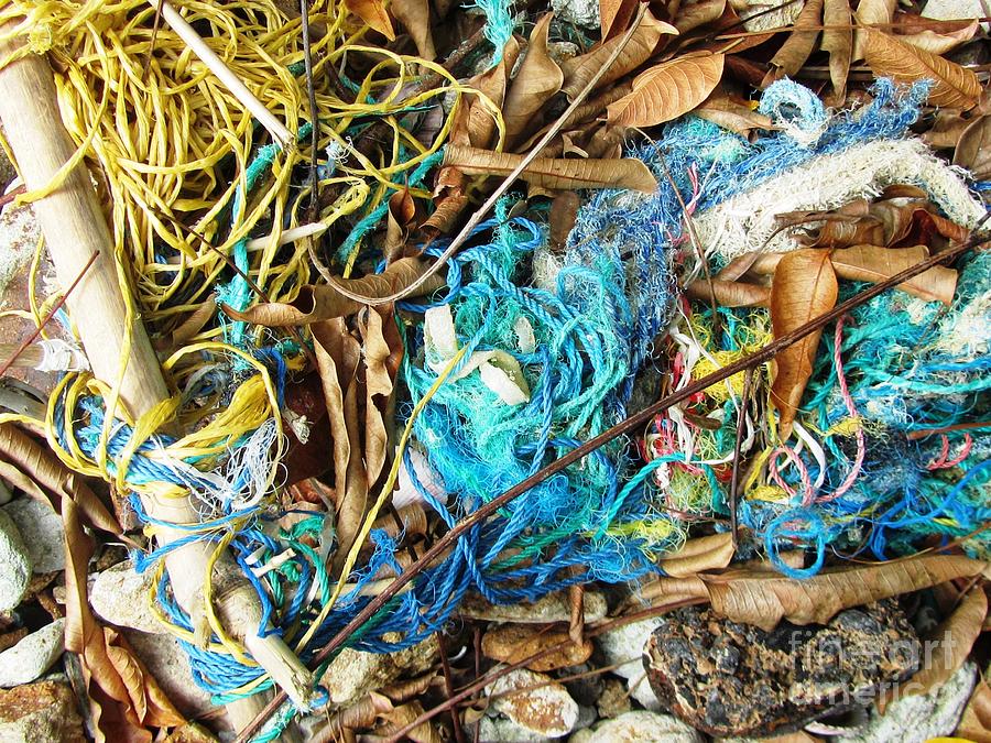 Natural composition Photograph by Ted Pollard - Fine Art America