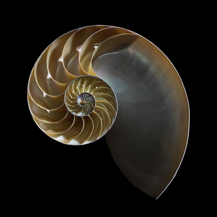 Nautilus Shell #1 Photograph by Science Photo Library - Pixels