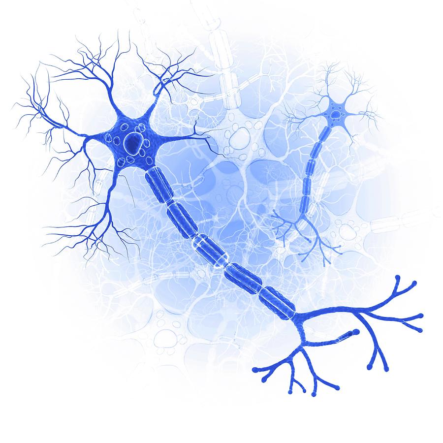 Nerve Cell #1 by Science Photo Library