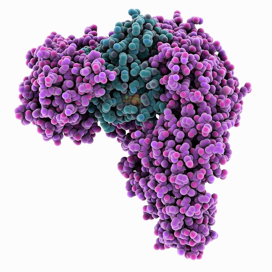 Nuclear Import Complex Molecule #1 by Science Photo Library