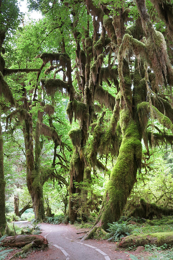 Olympic National Park Rainforest Photograph by King Wu - Fine Art America