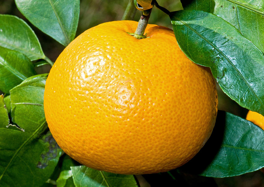 Orange Photograph by Millard H. Sharp - Fine Art America