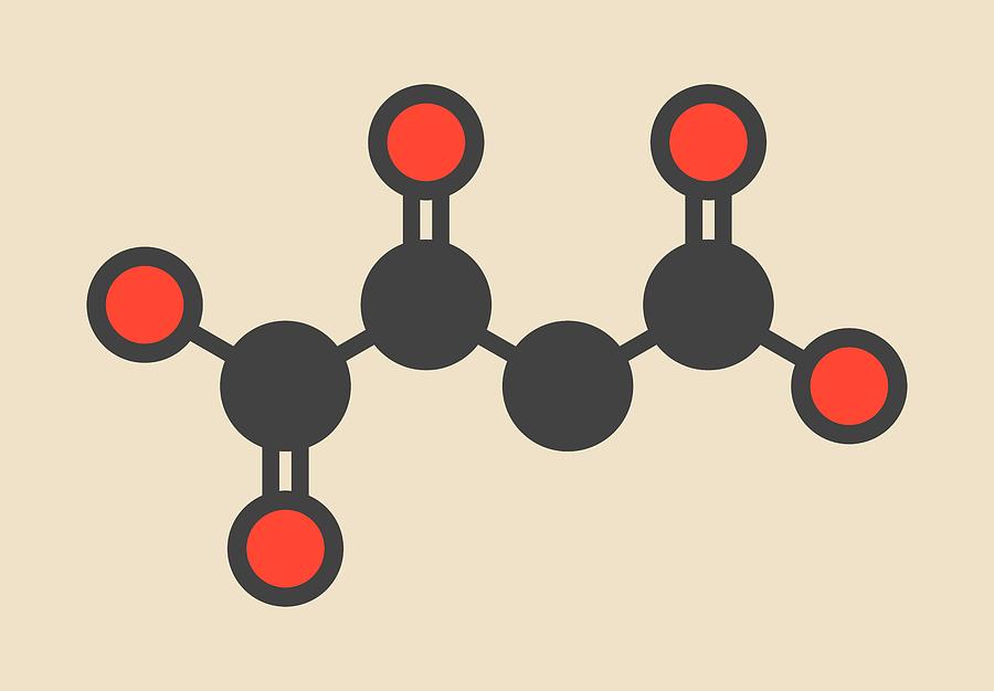 Oxaloacetic Acid Molecule Photograph By Molekuul Science Photo Library