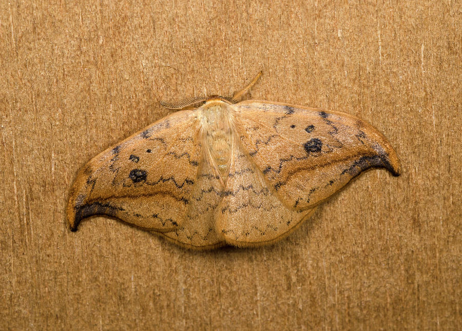 Pebble Hook-tip Moth Photograph by Nigel Downer - Fine Art America