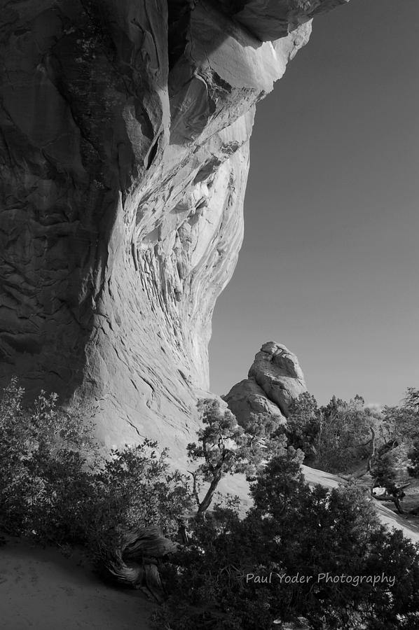 Pine Tree Arch Photograph by Paul Yoder - Fine Art America