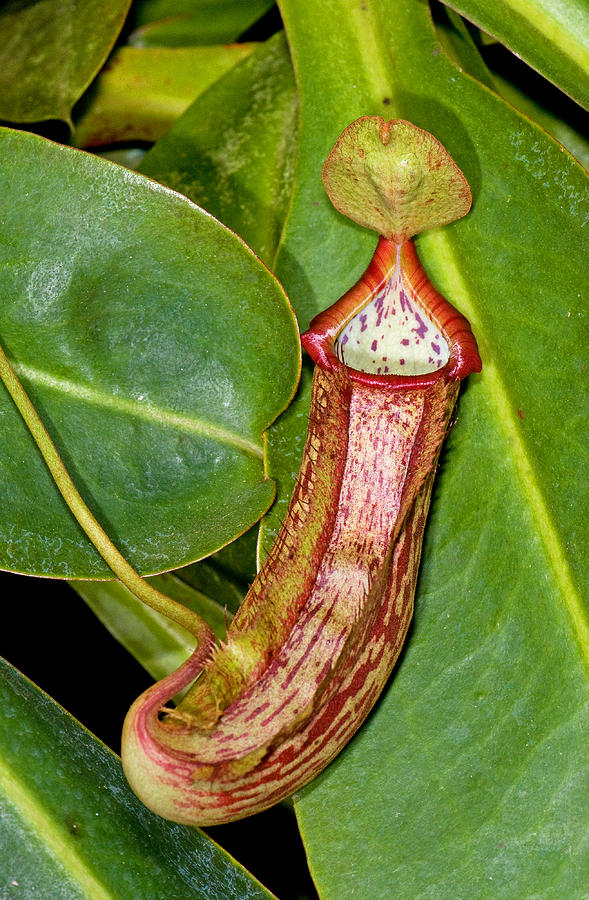 Pitcher Plant Photograph by Millard H. Sharp - Pixels