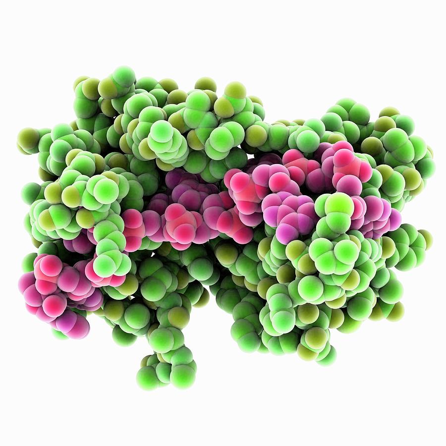 Polya-binding Protein And Rna Complex Photograph by Laguna Design ...