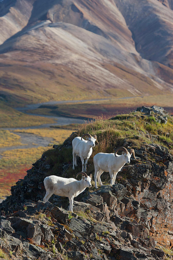 Polychrome Pass, Denali National Park #1 Photograph by Hugh Rose - Fine ...