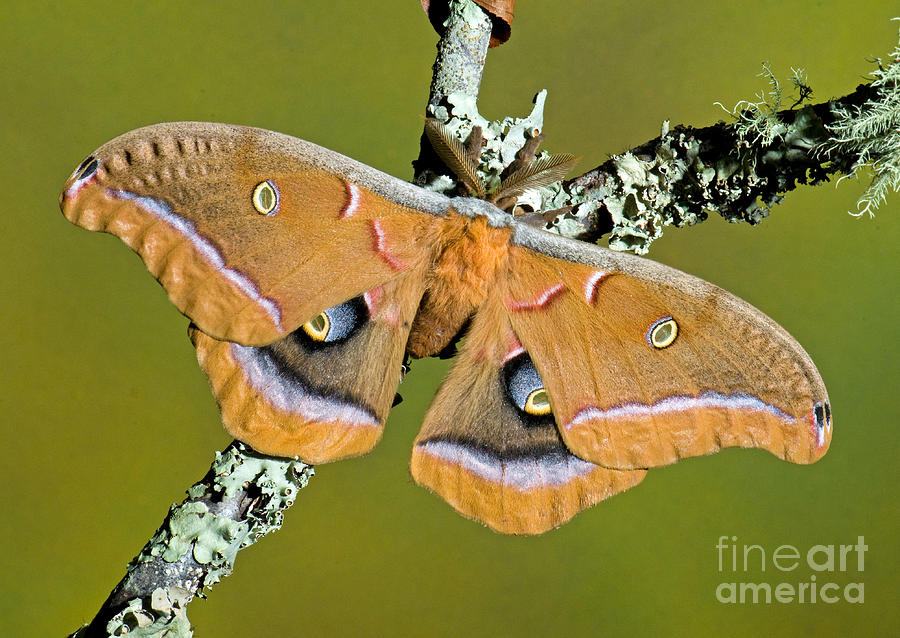 Polyphemus Moth #1 Photograph by Millard H. Sharp - Pixels