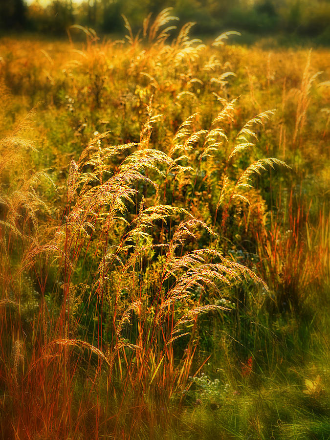 Prairie Grass Photograph by Dennis James - Fine Art America