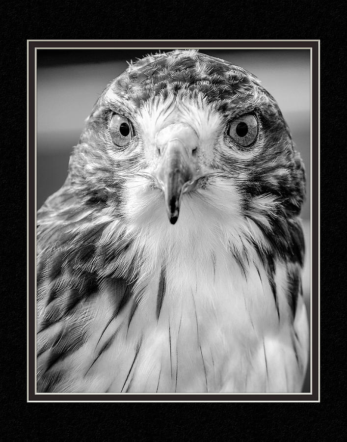 Predatorial Glare Photograph by Charles Feagans - Fine Art America