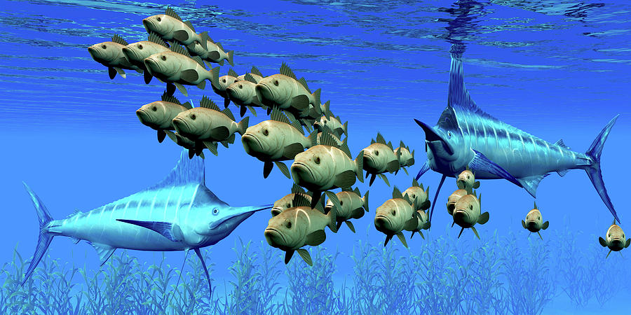 Predatory Blue Marlin Fish Hunting Photograph by Corey Ford - Fine Art ...