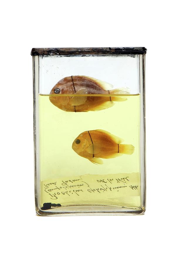 Preserved Fish #1 by Science Photo Library