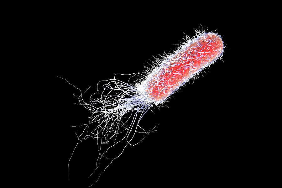 Pseudomonas Bacterium Photograph by Kateryna Kon/science Photo Library ... Pseudomonas Bacterium Photograph by Kateryna Kon/science Photo Library ...