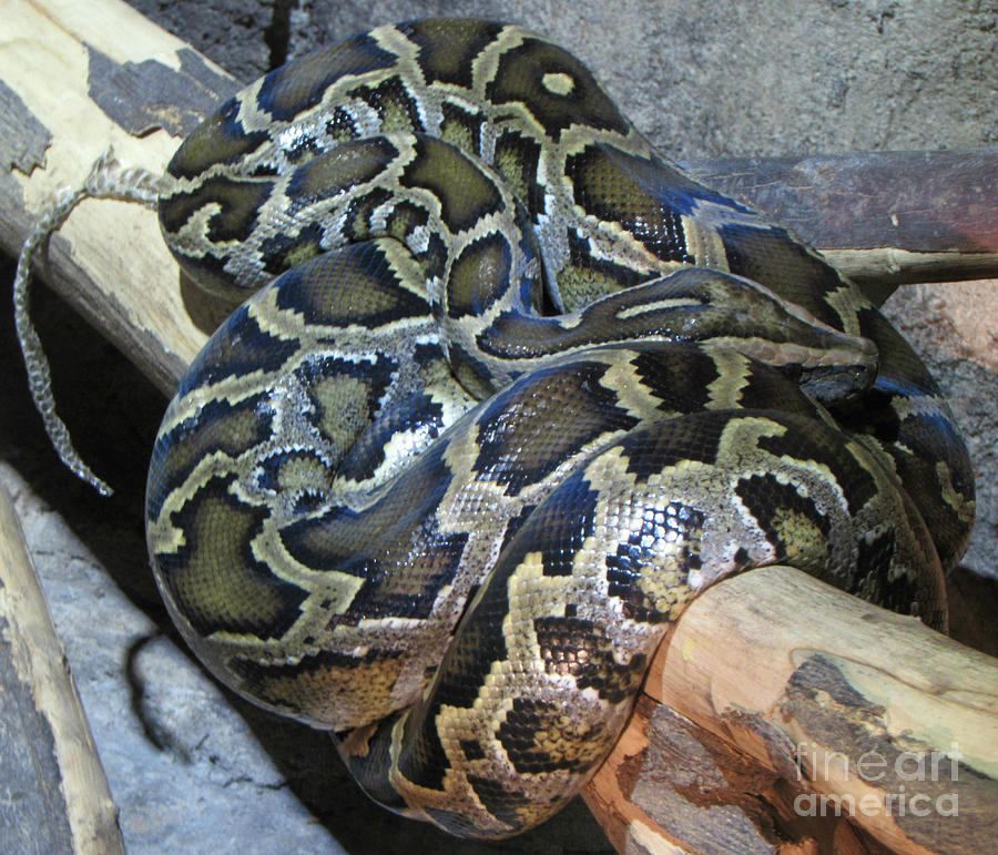 Python Photograph by Bozena Simeth - Fine Art America